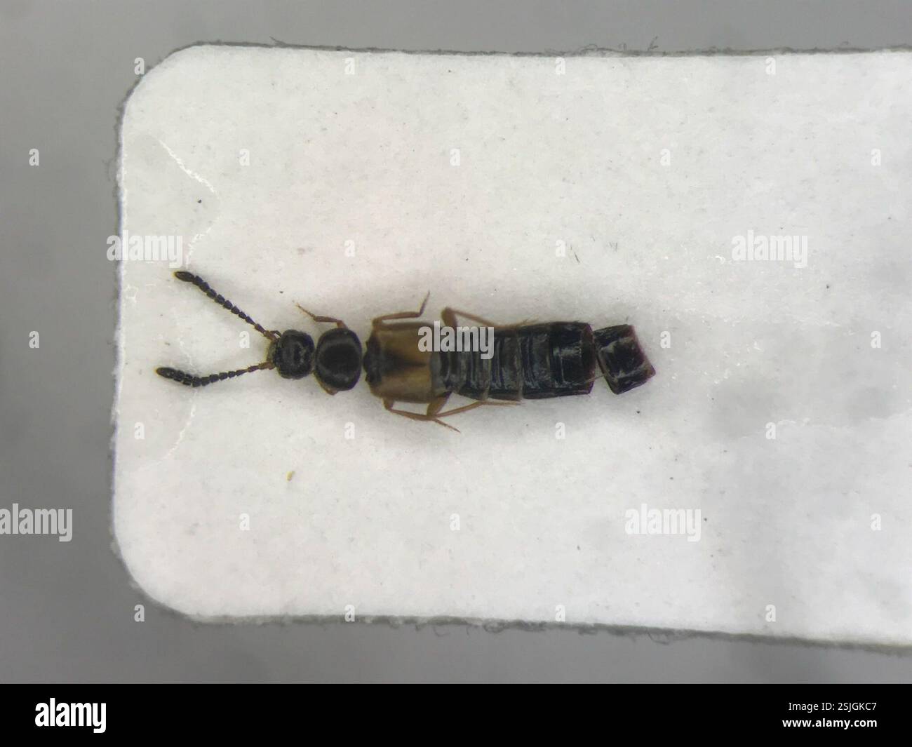 (Atheta crenuliventris), Insecta, Quartier 5-1, Québec, QC, Canada ...