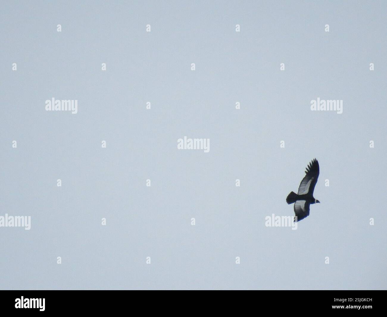Andean Condor (Vultur gryphus), Aves, Ushuaia, AR-TF, AR Stock Photo ...