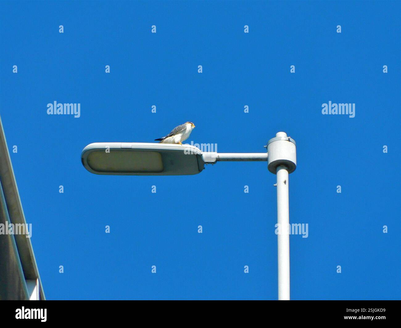 South American Peregrine Falcon (Falco peregrinus cassini), Aves, 60000 ...