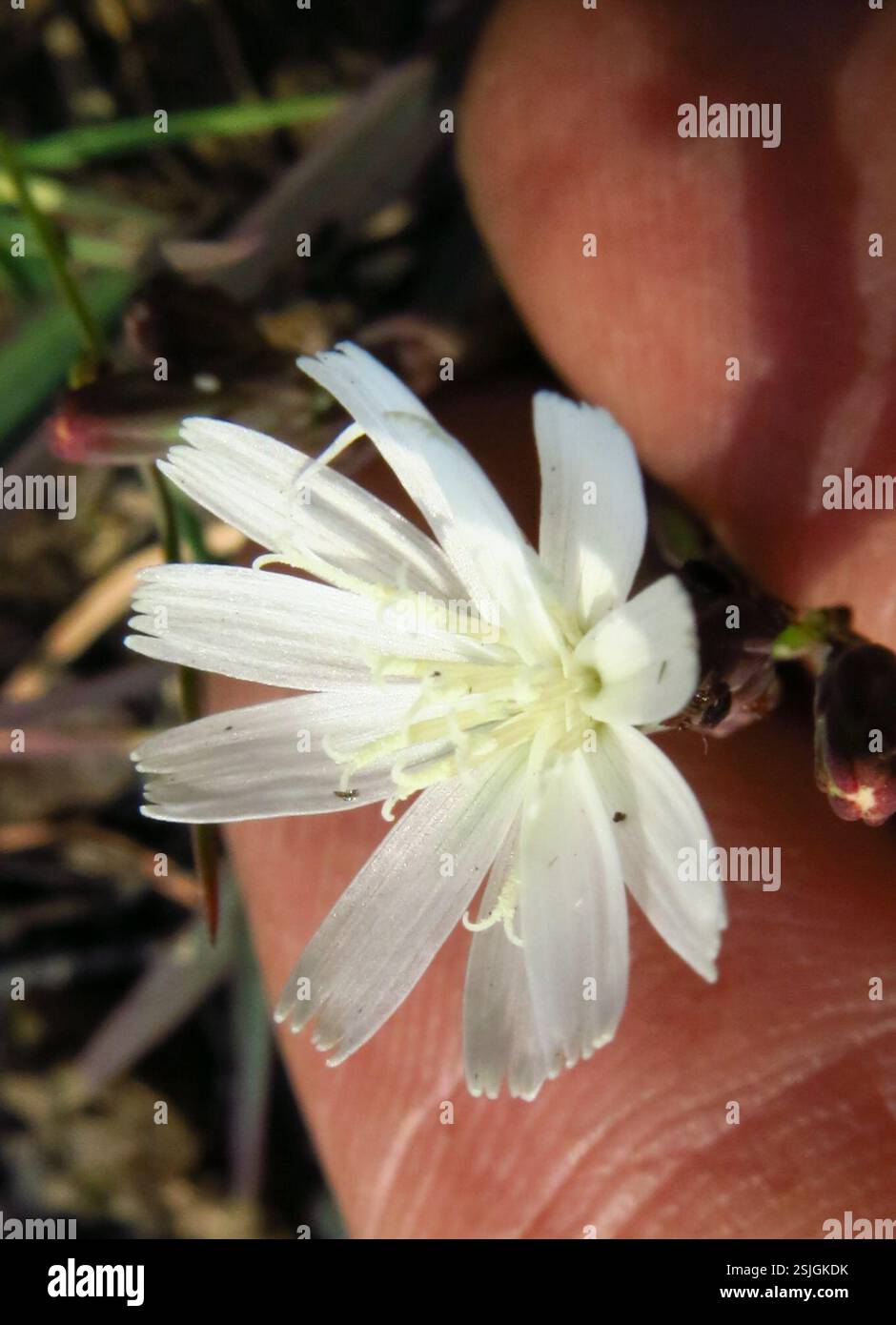 African Lettuce (Lactuca inermis), Plantae, uMgungundlovu District ...