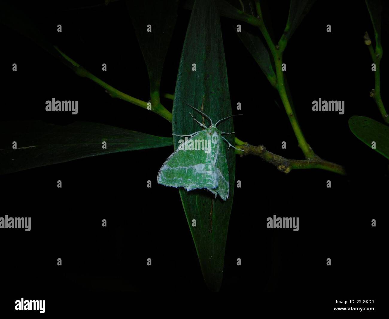 Lacy Emerald (Eucyclodes insperata), Insecta, Hobart TAS, Australia ...