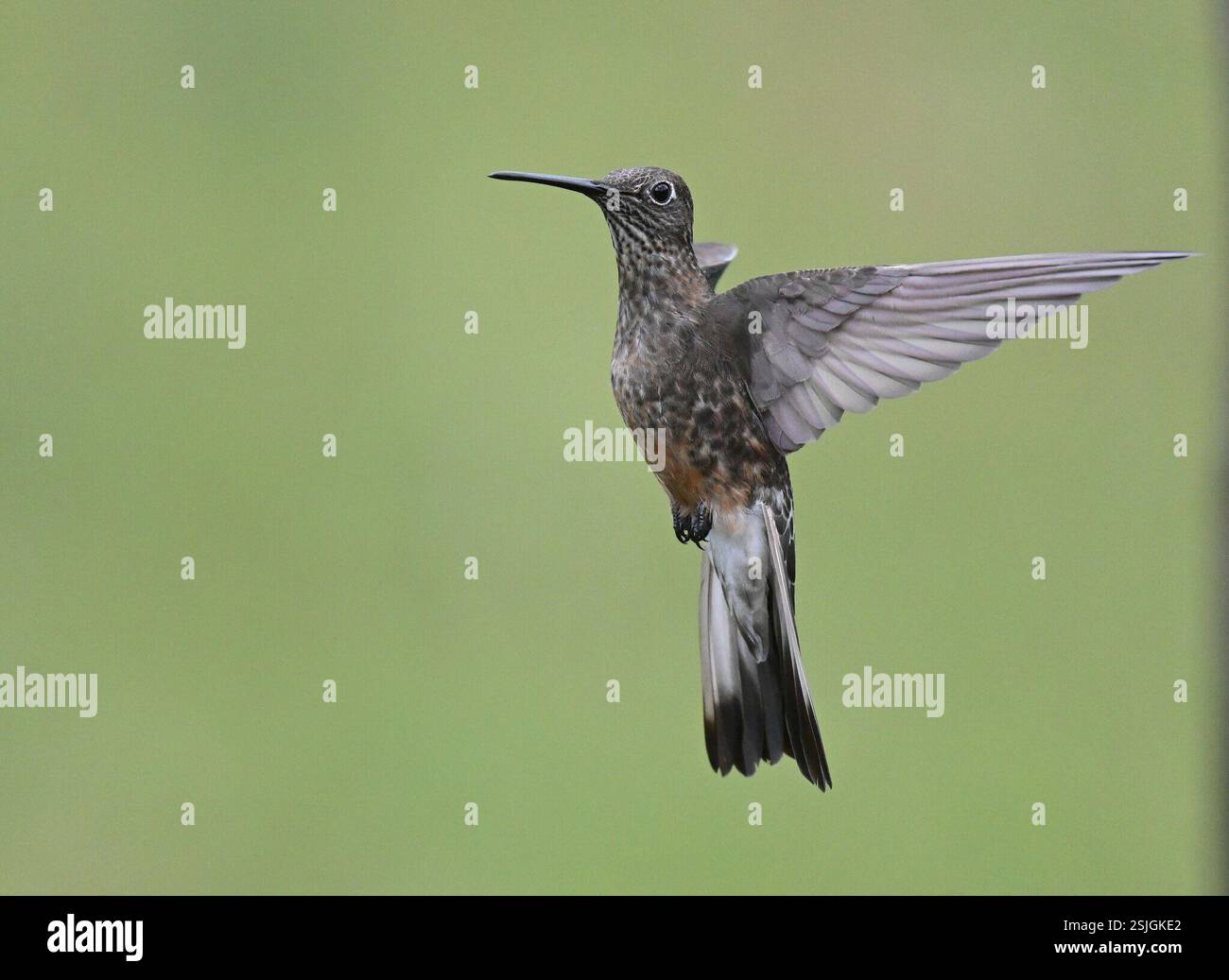 Giant Hummingbird (Patagona gigas), Aves, Reserva Antisana area ...