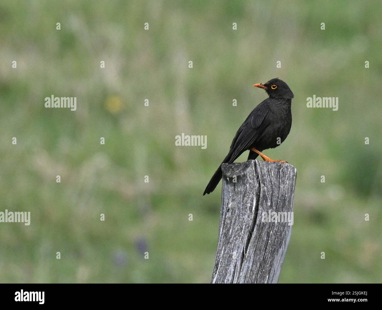 Great Thrush (Turdus fuscater), Aves, Reserva Antisana area, Ecuador ...