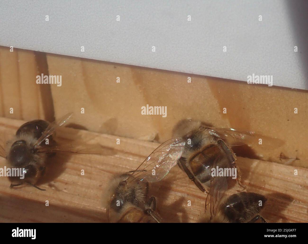 Western Honey Bee (Apis mellifera), Insecta, Amherst Center, Amherst, MA, USA, Inside a trail ...