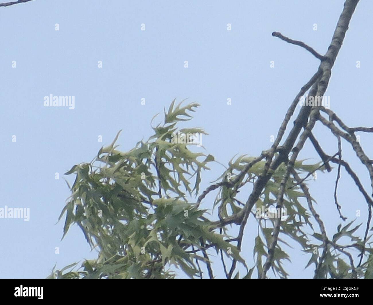 southern red oak (Quercus falcata), Plantae, Windsor Forest, Savannah ...