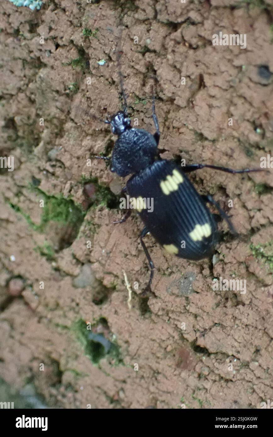 Yellow-spotted Ground Beetles (Craspedophorus), Insecta, Sabiepark ...