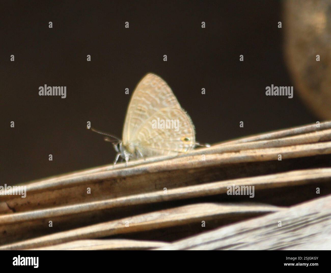 Transparent 6-line Blue (Nacaduba kurava), Insecta, Mudar, Karnataka ...