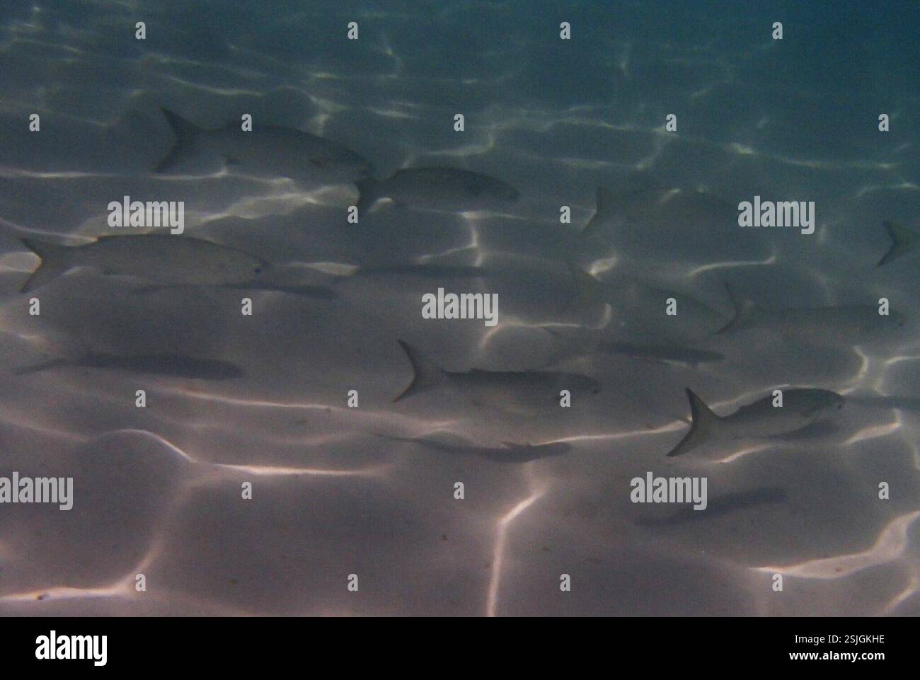 White Mullet (Mugil curema), Actinopterygii, La Paz, MX-BS, MX Stock ...