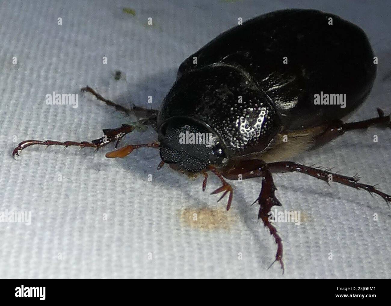 May Beetles (Phyllophaga), Insecta, River Rd. Preserve: Putnam County ...
