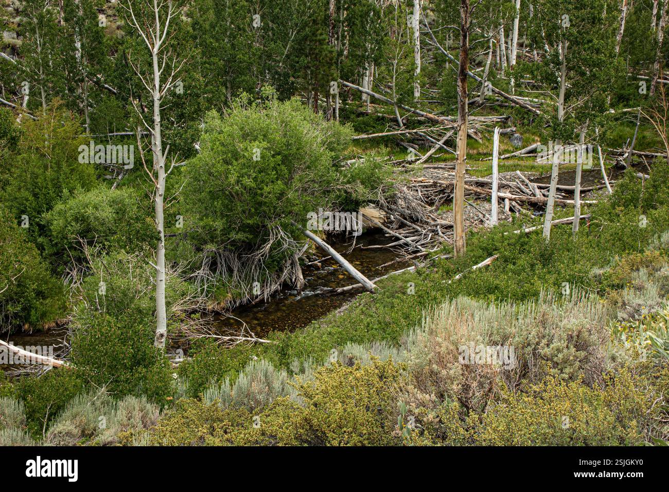 Beavers built a dam with fallen trees and logs on a mountain stream ...