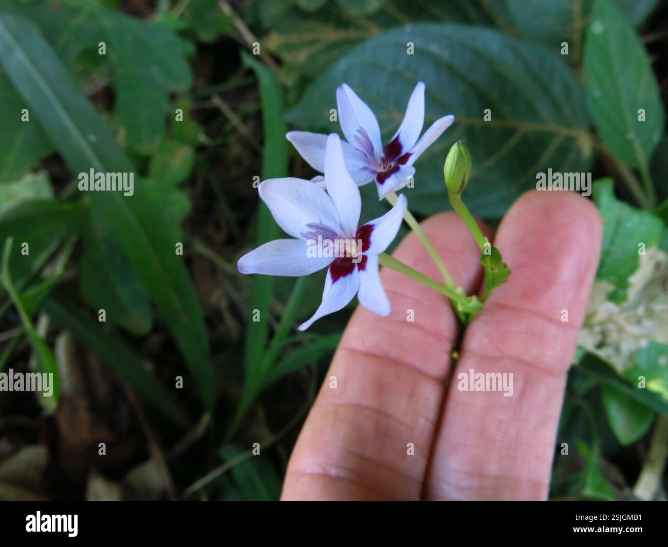 (Freesia laxa azurea), Plantae, uMkhanyakude District Municipality ...