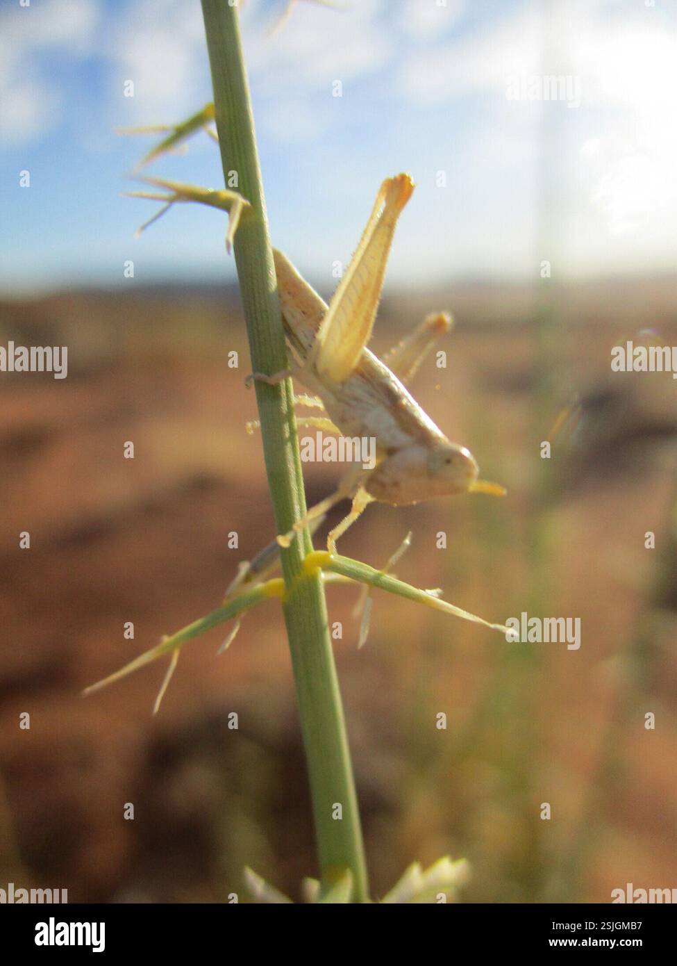 Grasshoppers (Acrididea), Insecta, Erongo Region, Namibia, Immature, on ...