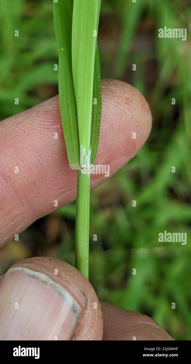 panic veldtgrass (Ehrharta erecta), Plantae, Westwood, Los Angeles, CA ...
