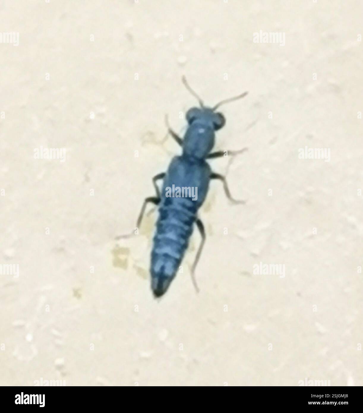 (Stenus), Insecta, 31160 Urjala, Suomi Stock Photo - Alamy