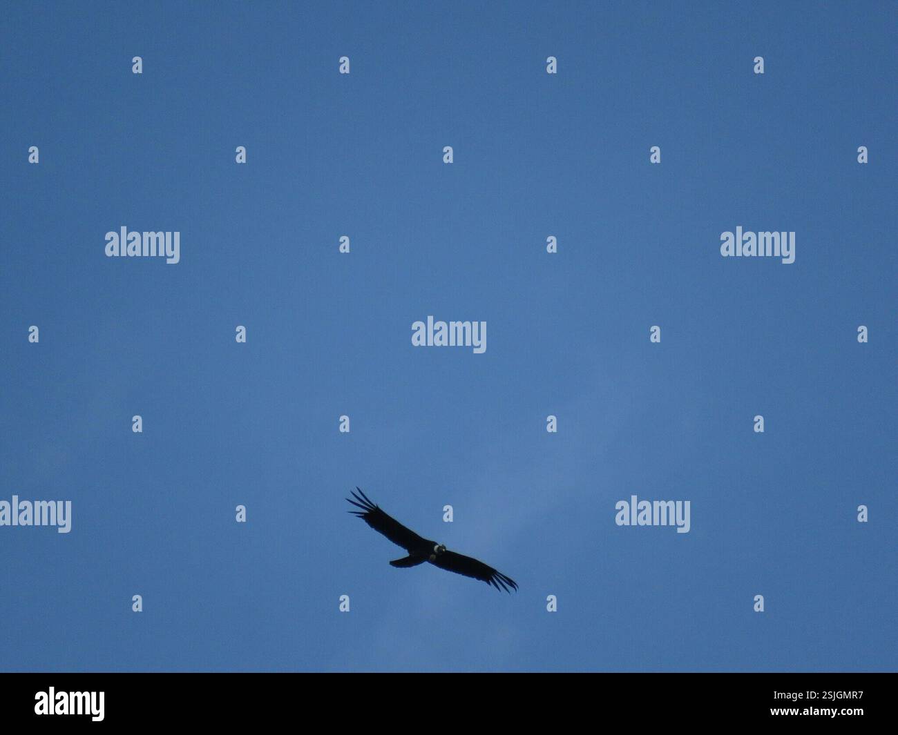Andean Condor (Vultur gryphus), Aves, Ushuaia, AR-TF, AR Stock Photo ...