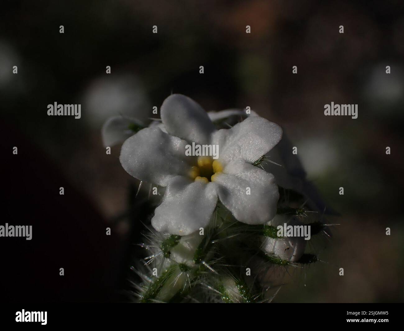 bearded cryptantha (Cryptantha barbigera), Plantae, Riverside County ...
