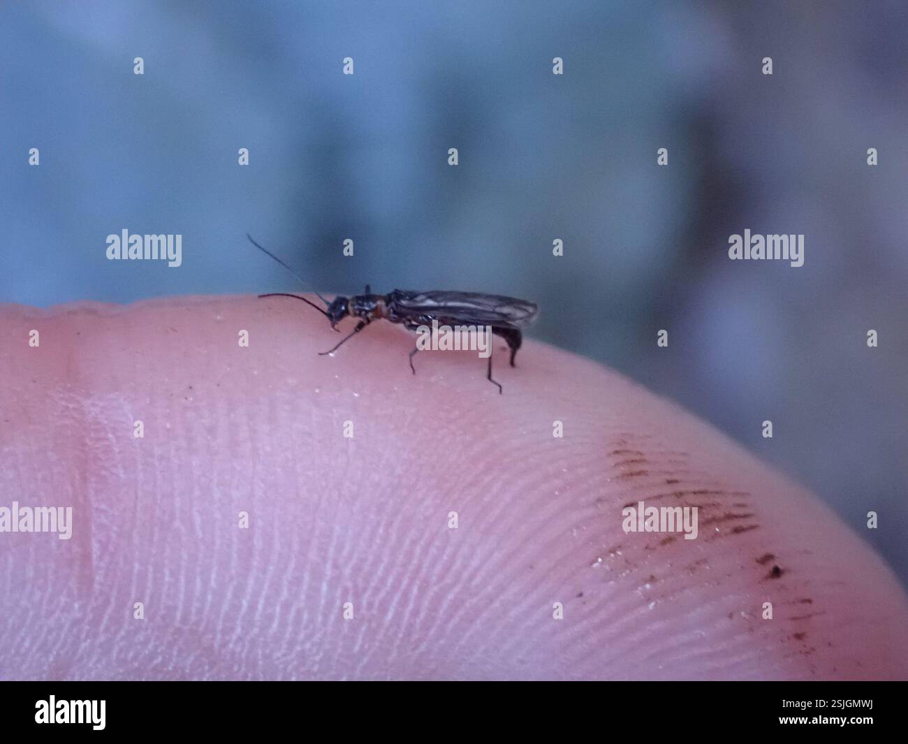 Small Winter Stoneflies (Capniidae), Insecta, North Carolina, US Stock ...