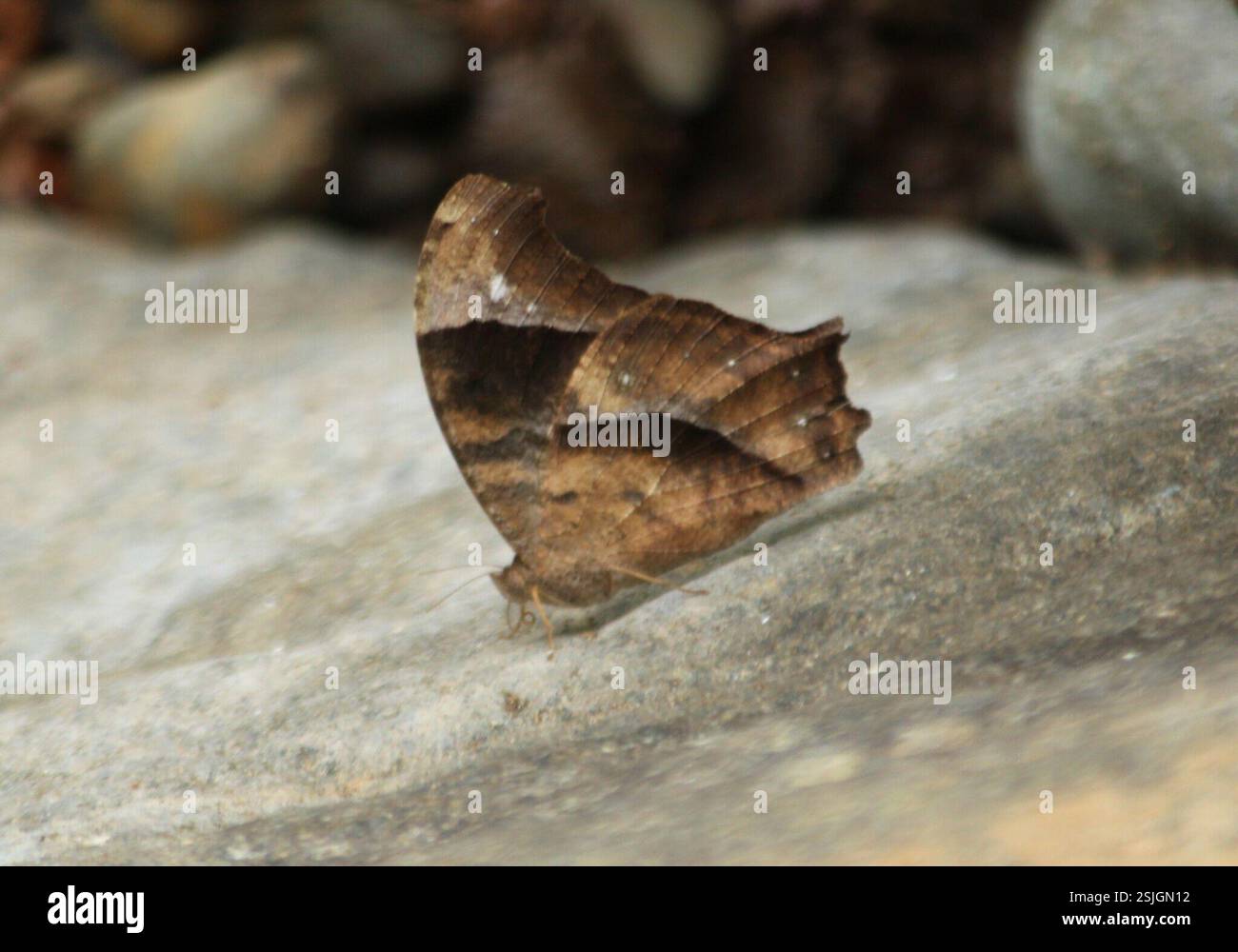 Common Evening Brown (Melanitis leda), Insecta, Mysore Division ...