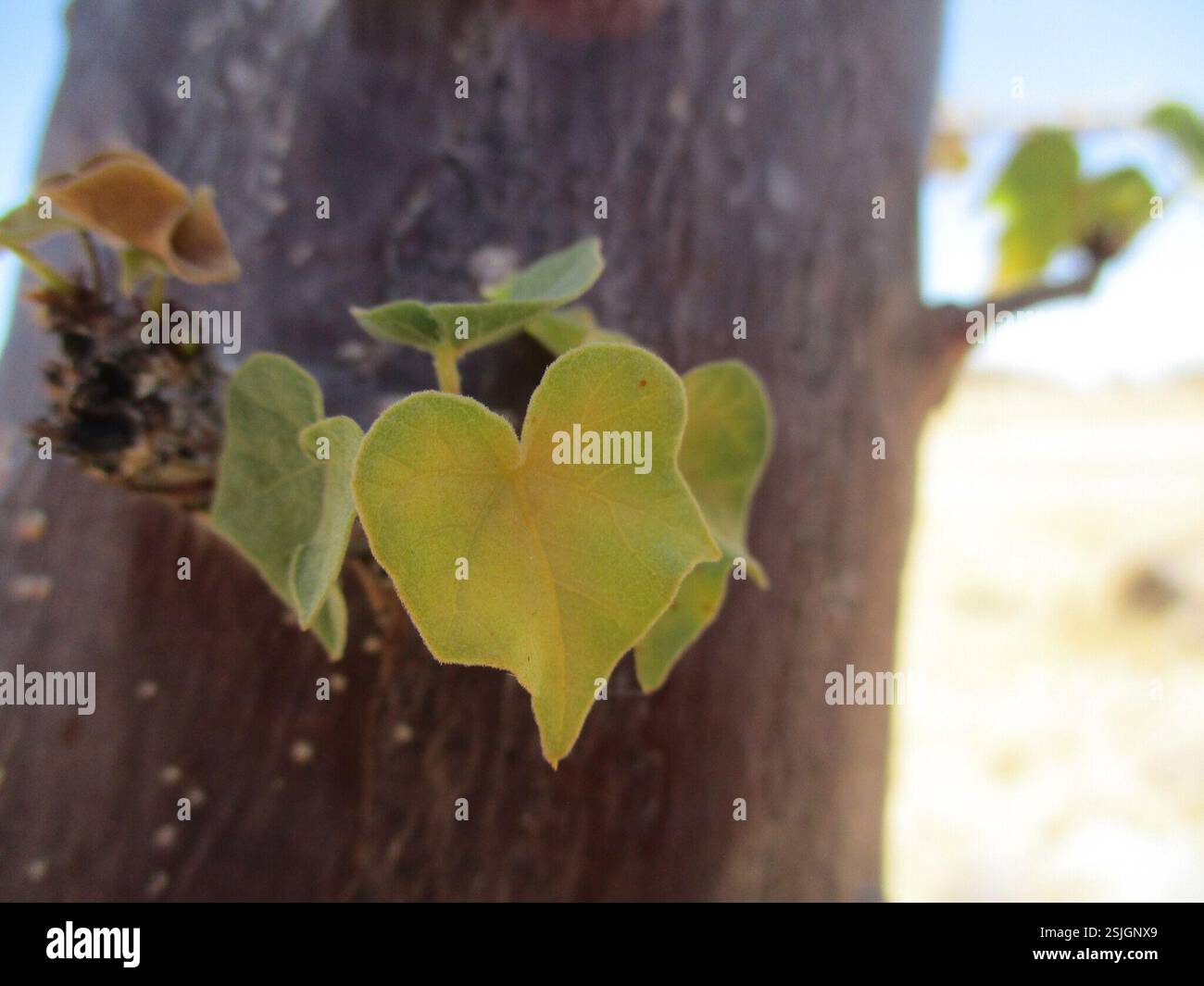 African Star-Chestnut (African) (Sterculia africana africana), Plantae ...