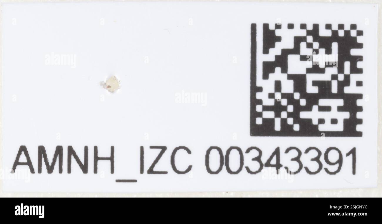 (Caudibeccus punctatus), Insecta, South Bimini, The Bahamas, This is ...