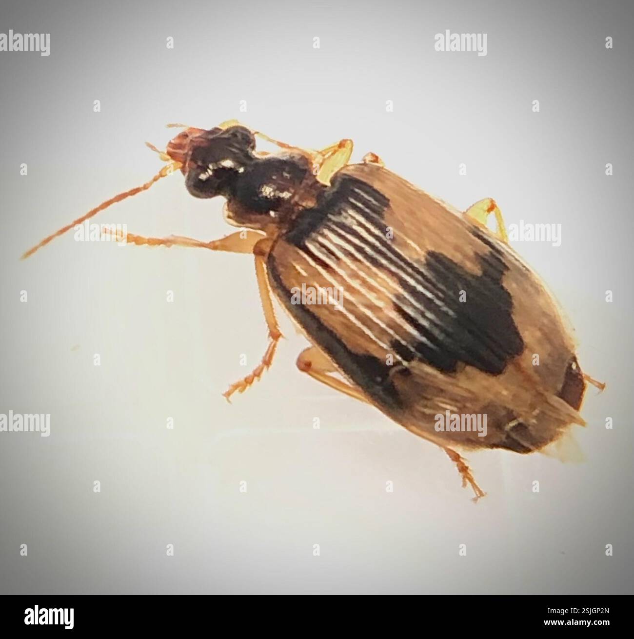 (Lebia fuscata), Insecta, Bertonley Ave, Charlotte, NC, US Stock Photo ...