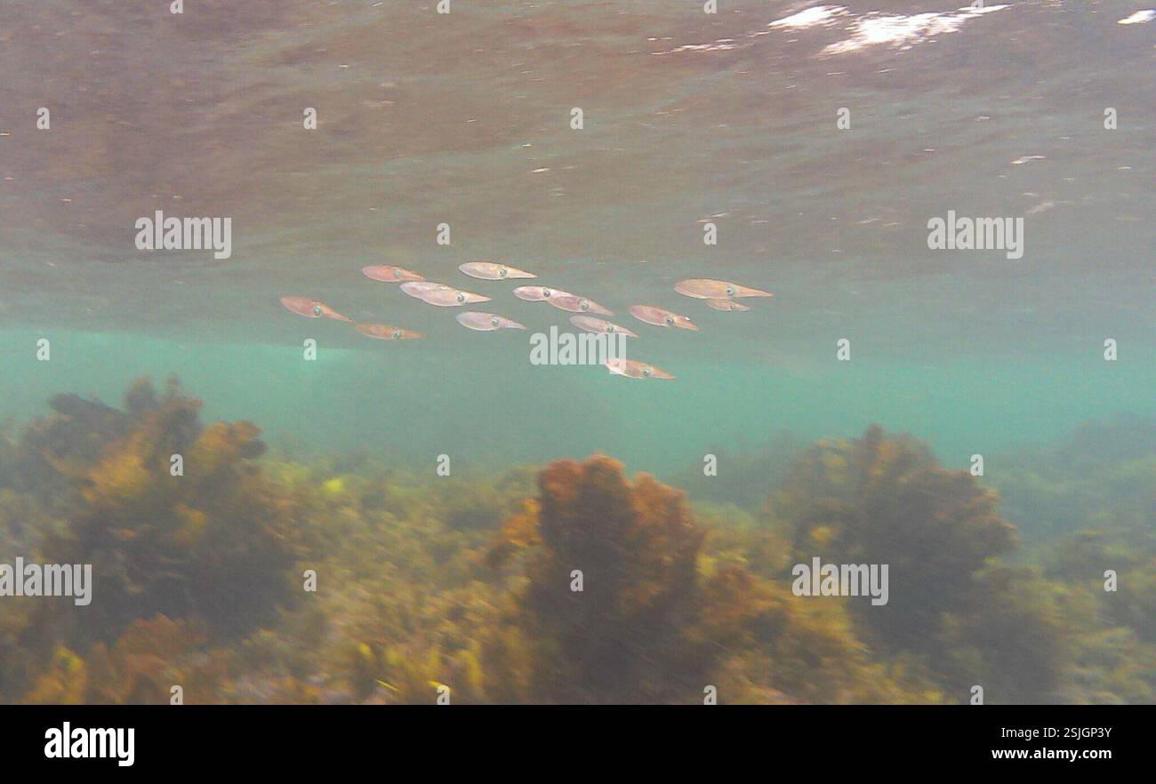 Reef Squids (Sepioteuthis), Mollusca, Manly, AU-NS, AU, southern ...