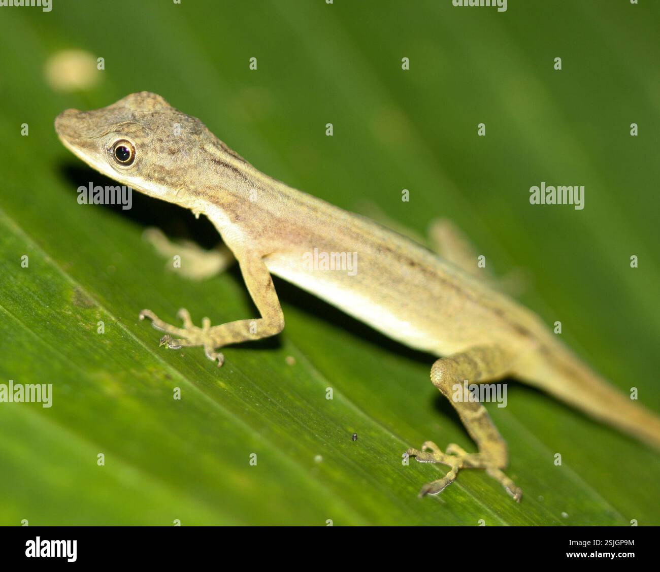 Border Anole (Anolis limifrons), Reptilia, Heredia Province, Sarapiqui ...