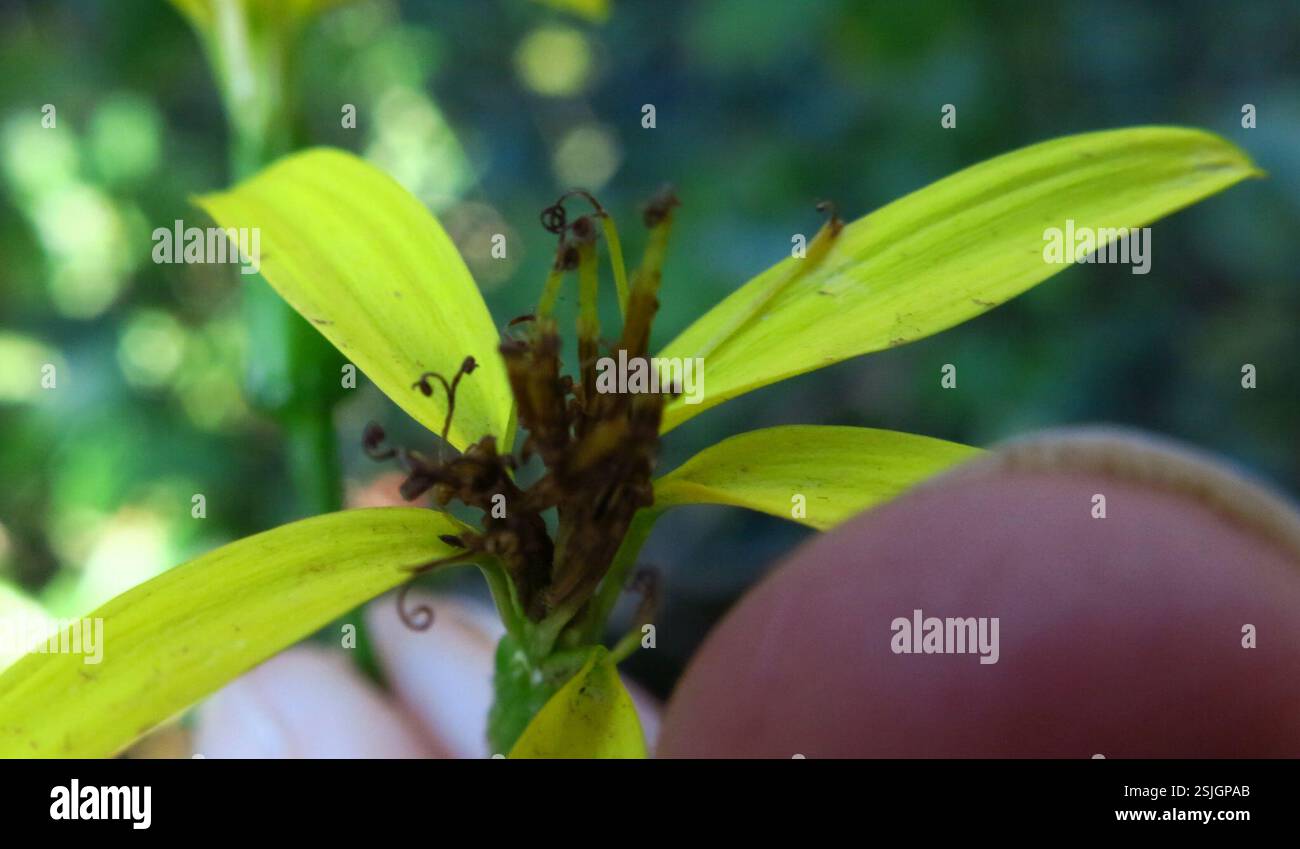 Canary creeper (Senecio tamoides), Plantae, Eshowe, 3815, South Africa ...