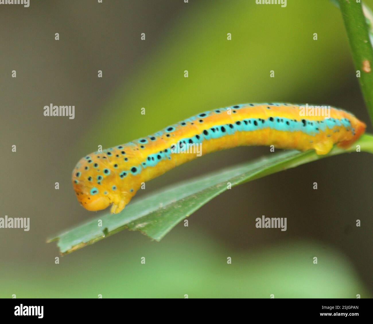 Blue Tiger Moth (Dysphania percota), Insecta, Mysore Division ...
