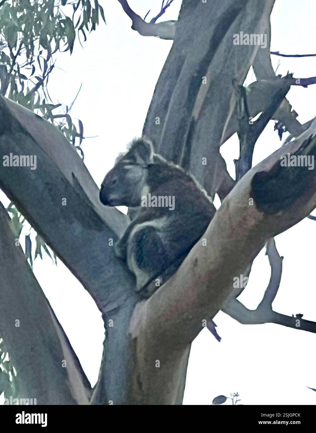 Koala (Phascolarctos cinereus), Mammalia, Mount Simpson Trl, Bucketty ...