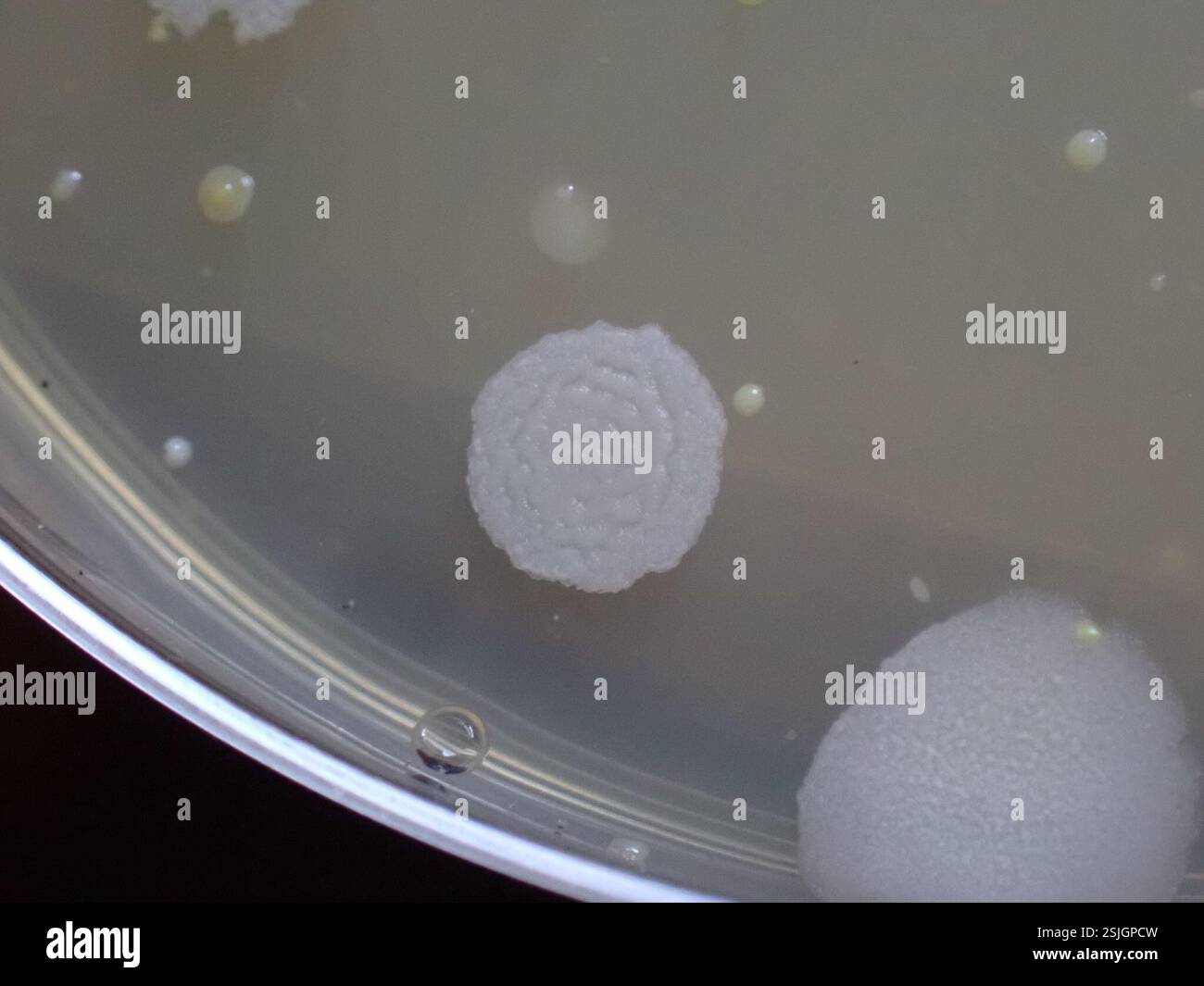 bacteria (Bacteria), , Comox Valley, BC, Canada, roddish species ...
