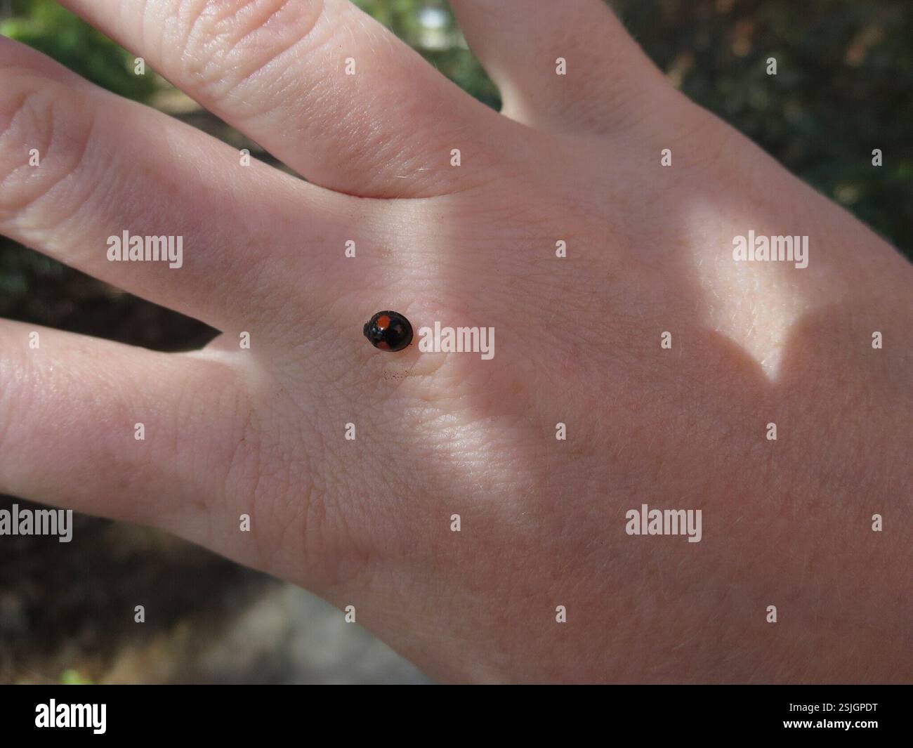 Cactus Lady Beetle (Chilocorus cacti), Insecta, Windsor Forest ...