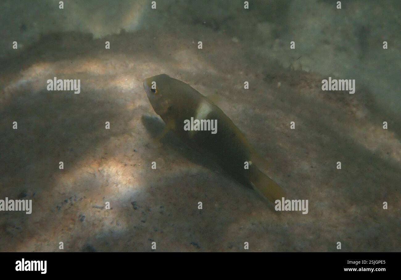 Twospot Demoiselle (Chrysiptera biocellata), Actinopterygii, Ko Phra ...