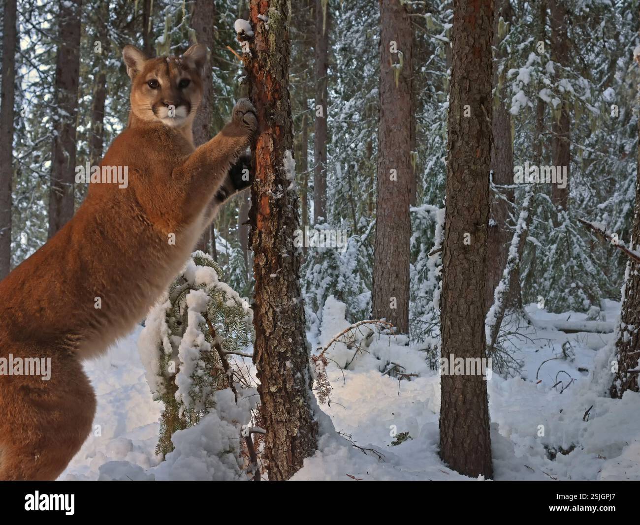Mountain lion (Puma concolor) in a conifer forest. Photographed ...
