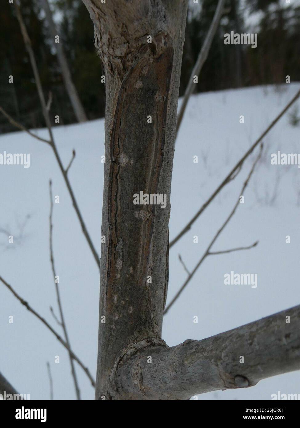 Eastern Cottonwood (Populus deltoides), Plantae, Warren, VT 05674, USA ...