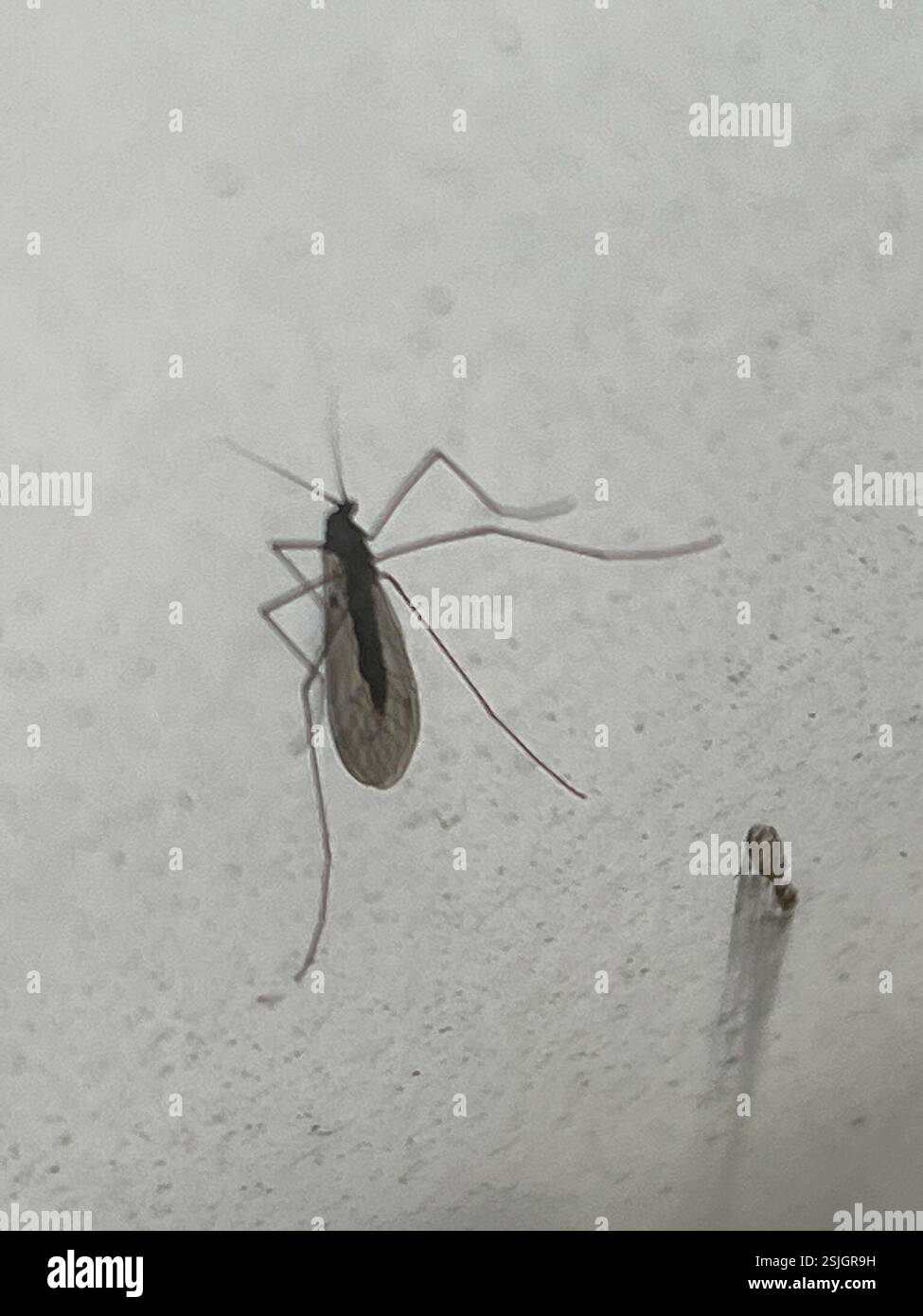 (Trichocera), Insecta, Rockingham Hill Rd, Bellows Falls, VT, US Stock ...