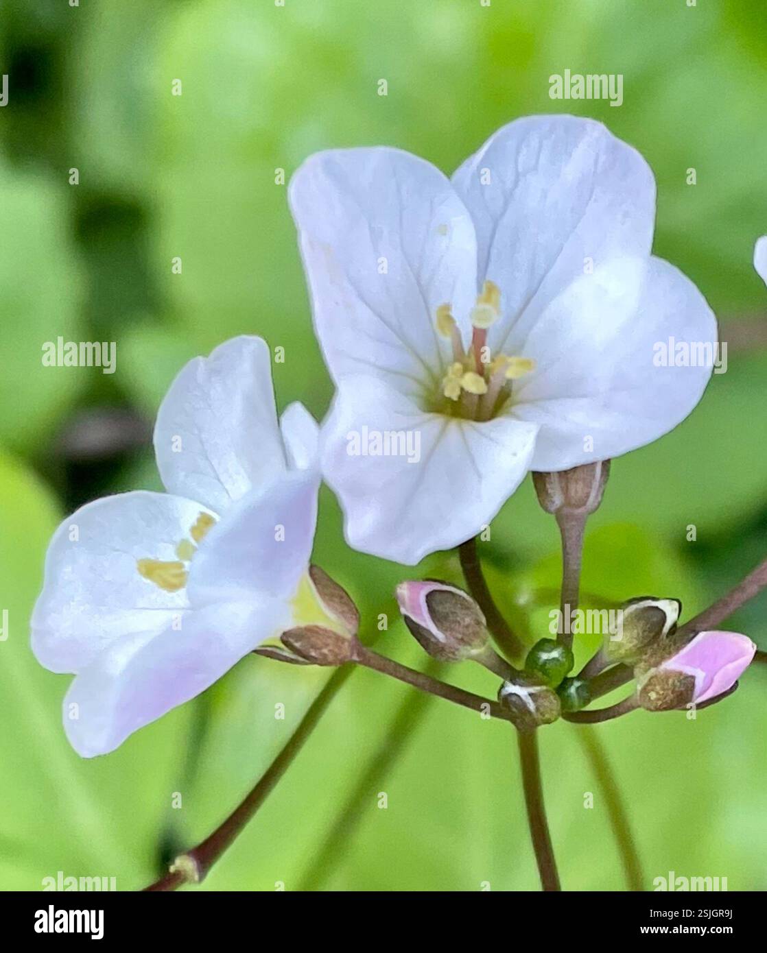milkmaids (Cardamine californica), Plantae, Julia Pfeiffer Burns State ...