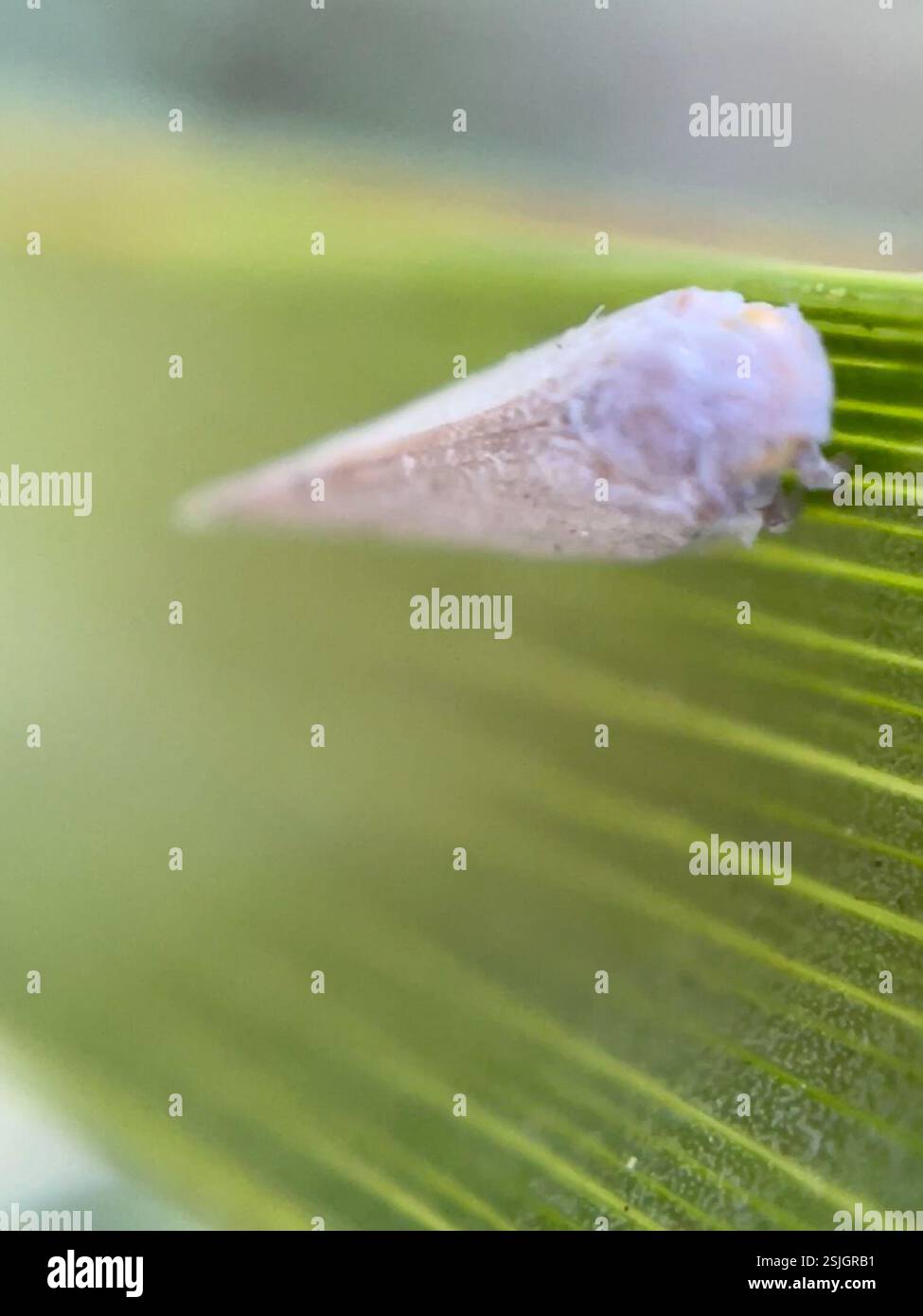 Grey planthopper (Anzora unicolor), Insecta, Melbourne VIC, Australia ...