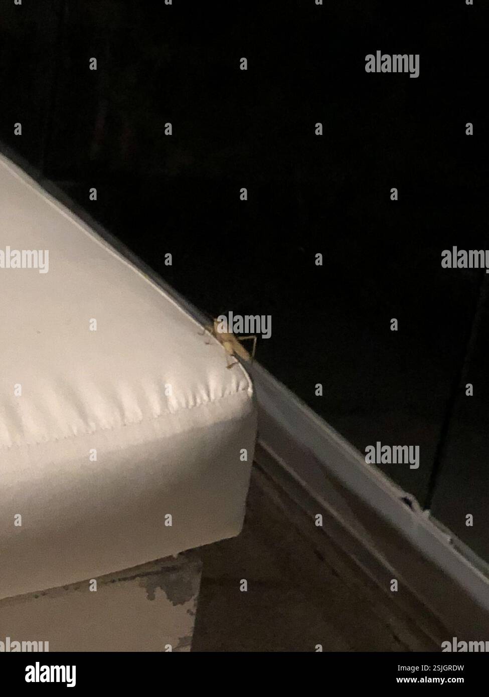 Common Coneheads (Neoconocephalus), Insecta, Cabo San Lucas, BCS, MX ...