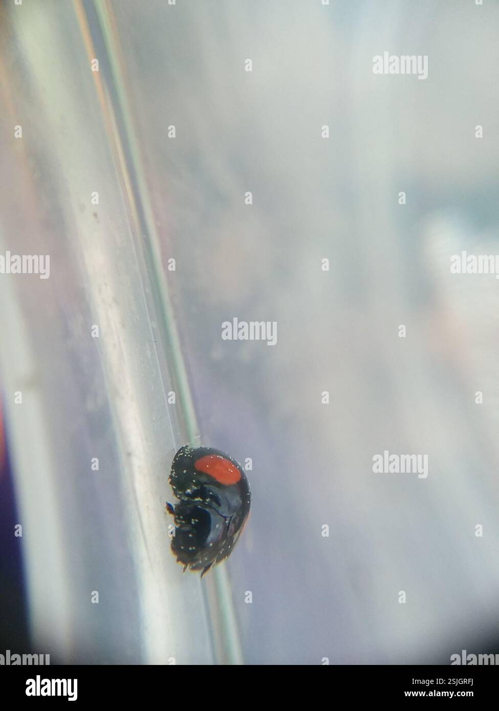 Cactus Lady Beetle (Chilocorus cacti), Insecta, Windsor Forest ...