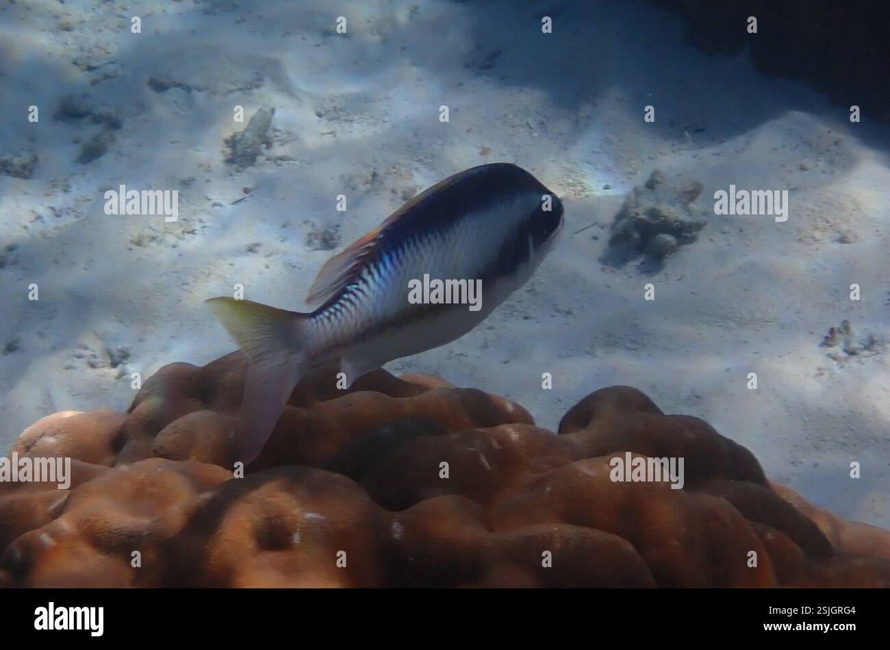 Pearly Monocle Bream (Scolopsis margaritifera), Actinopterygii, Ko ...