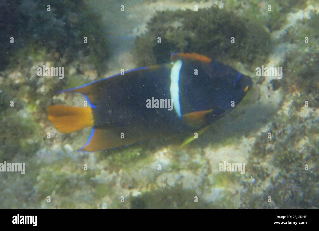 King Angelfish (Holacanthus passer), Actinopterygii, La Paz, MX-BS, MX ...