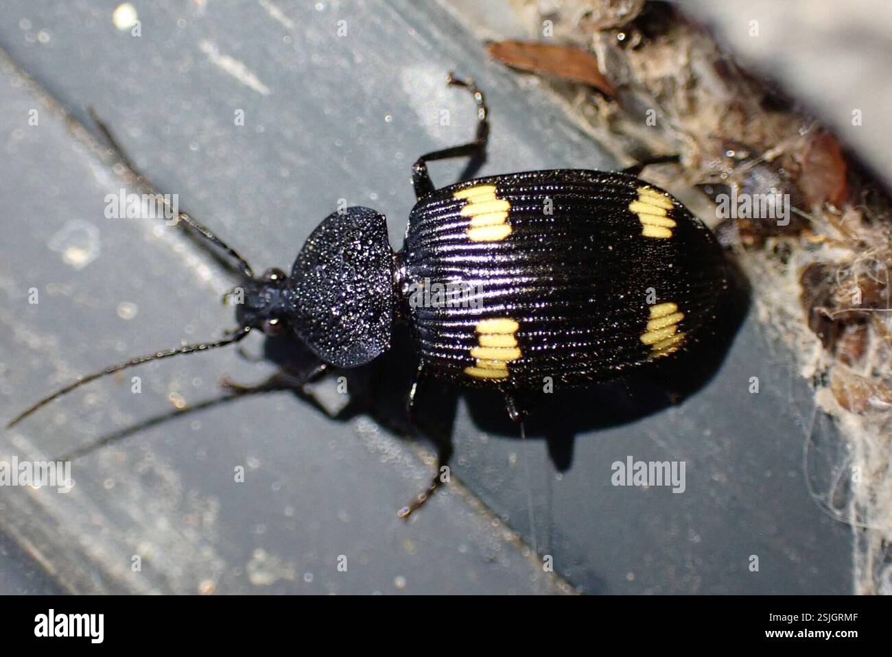 Yellow-spotted Ground Beetles (Craspedophorus), Insecta, Sabiepark ...