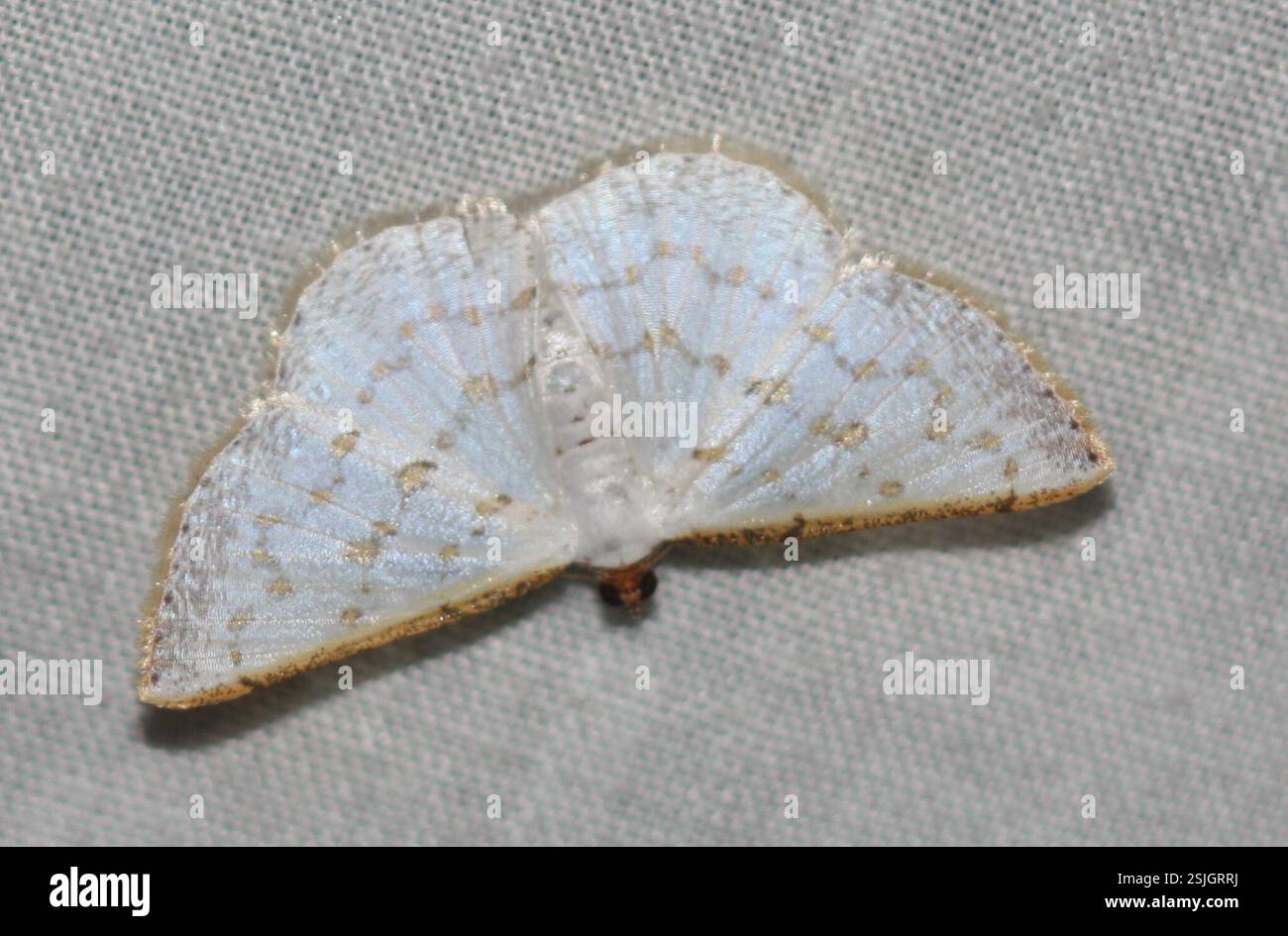 Leuciris hi-res stock photography and images - Alamy