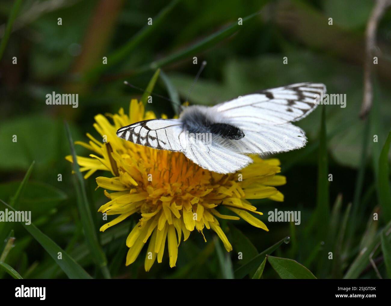 Common White Tatochila (Phulia mercedis), Insecta, Laguna Papallacta ...