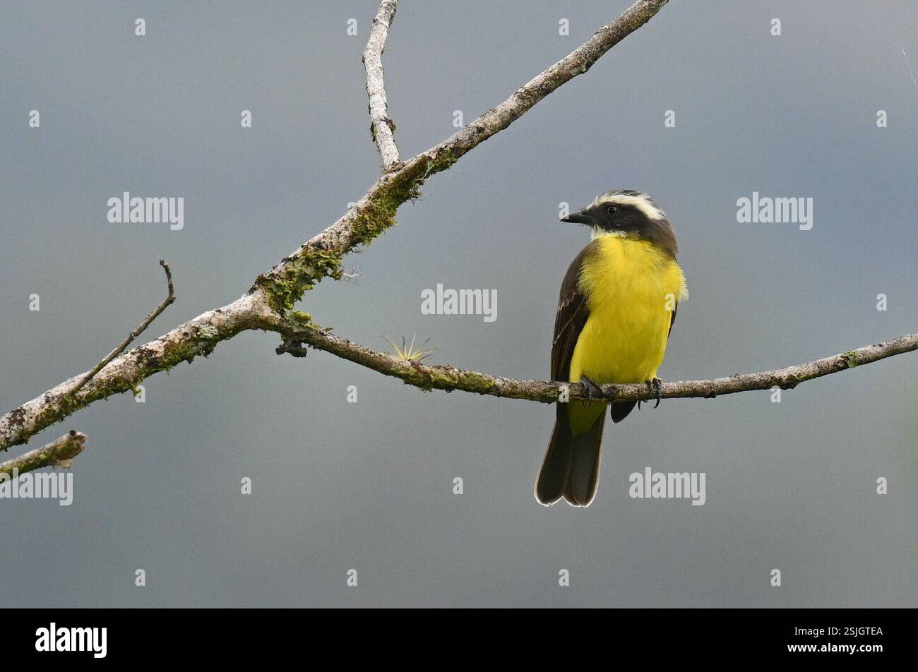 Social Flycatcher (Myiozetetes similis), Aves, Borja Road, Quijos ...