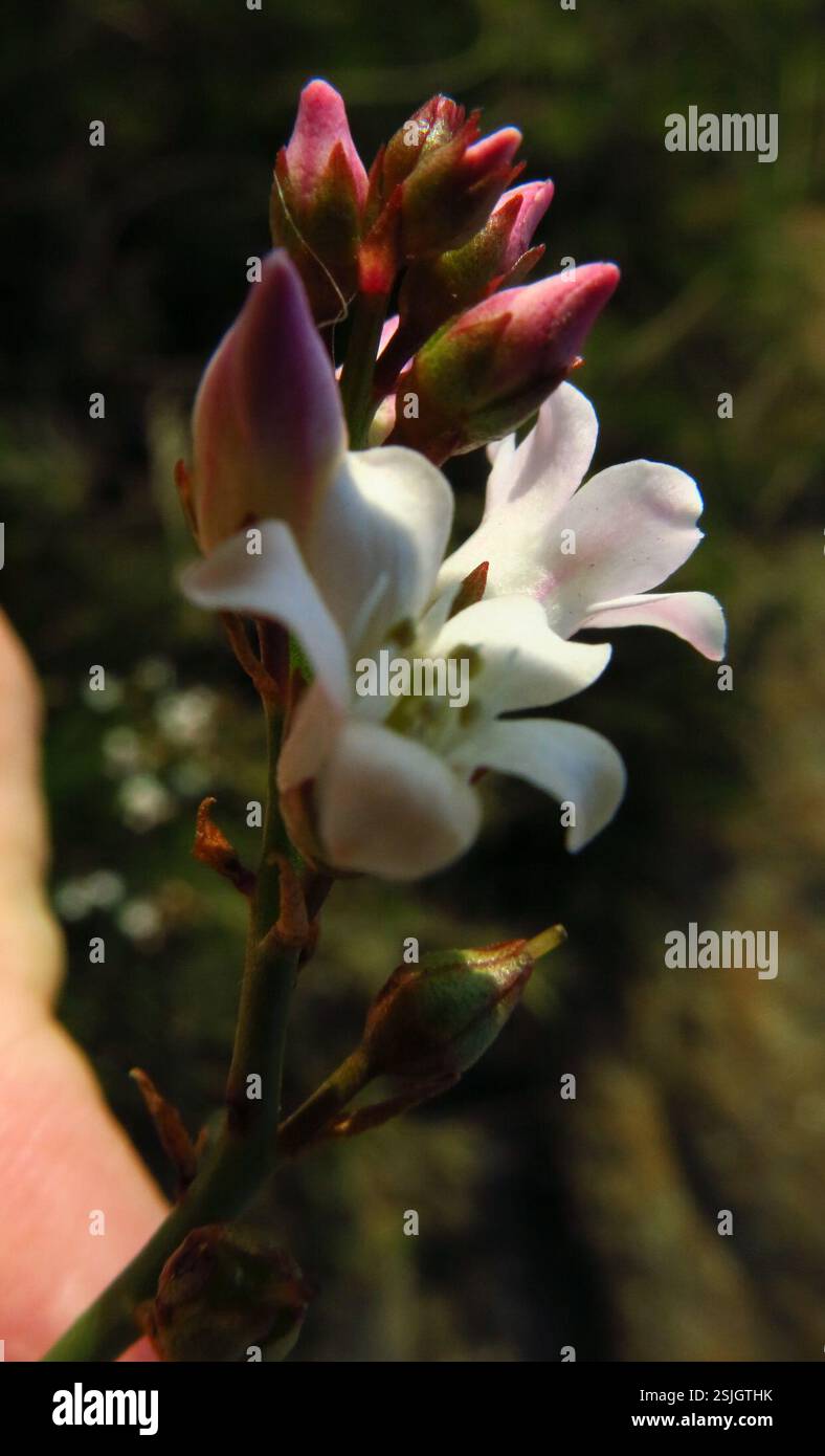 Water Pimpernel (Samolus porosus), Plantae, Leisure Crest, Port Edward ...