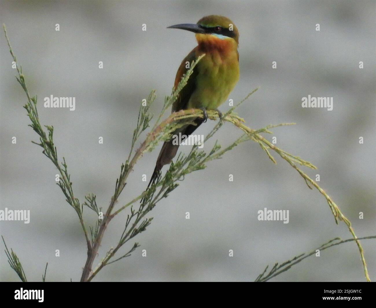 Blue-tailed Bee-eater (Merops philippinus), Aves, Seri Tanjung Pinang ...