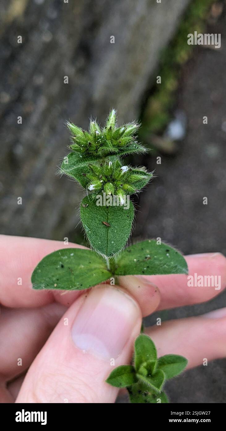 Sticky mouse-ear chickweed (Cerastium glomeratum), Plantae, London, UK ...