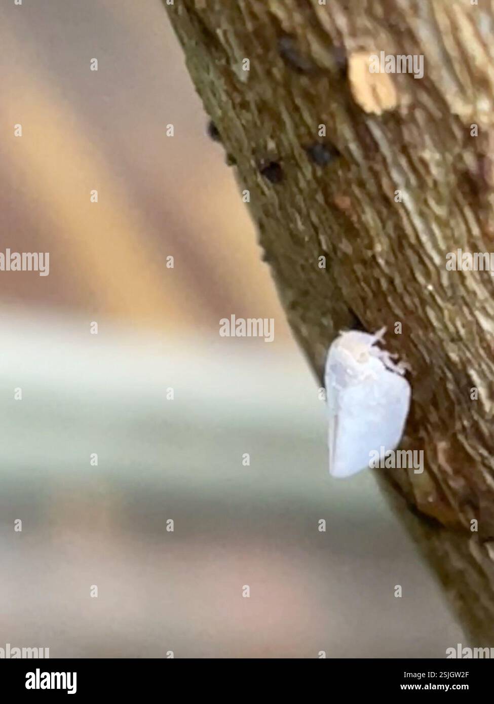 Grey planthopper (Anzora unicolor), Insecta, Melbourne VIC, Australia ...